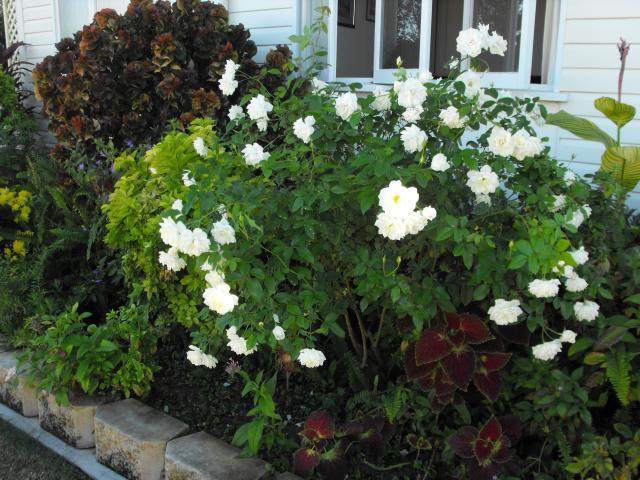 Hot weather rose growing | Leader Today