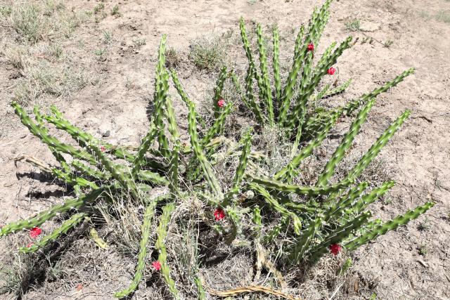 Know your cactus | Leader Today