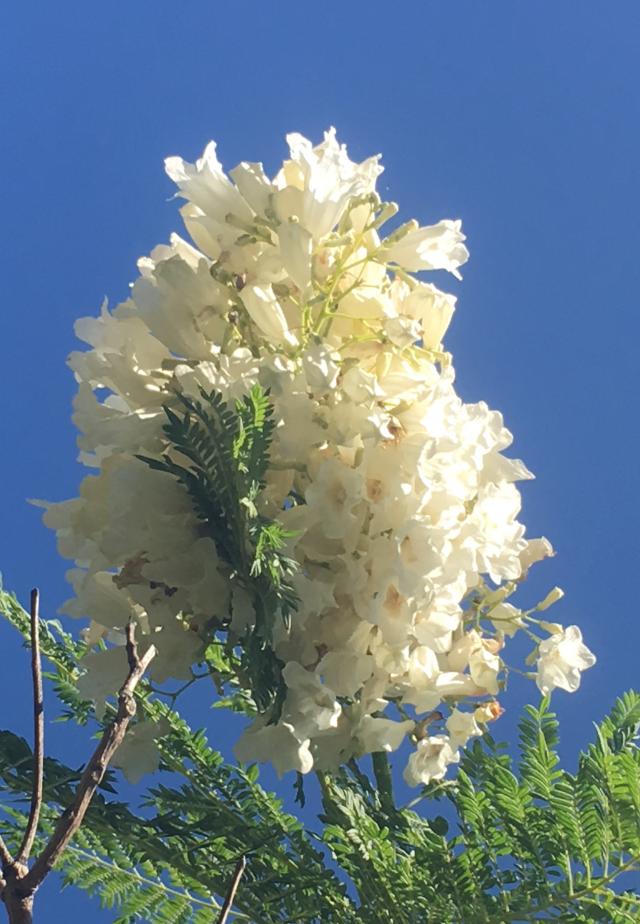 White Jacaranda | Leader Today