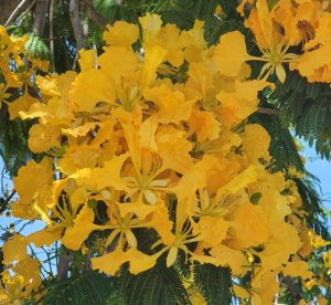 A golden cascade | Leader Today