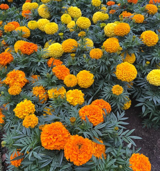 Just in time for Spring | Leader Today