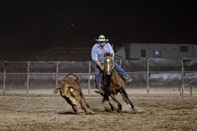 Alpha's golden campdraft | Leader Today