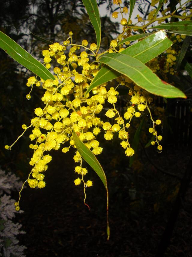 The wattle is a true Aussie | Leader Today