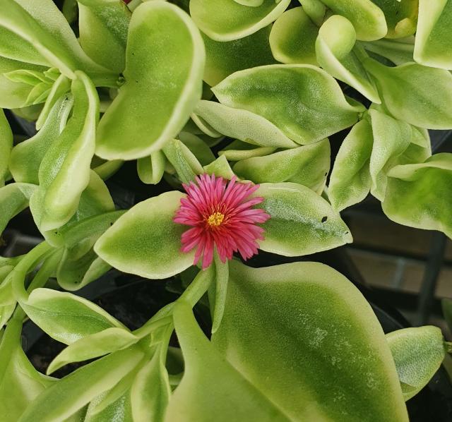 Plant Aussie green and gold | Leader Today