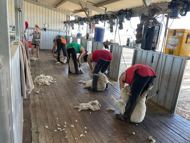 Parliament passes legislation to ban live sheep exports by sea | Leader Today