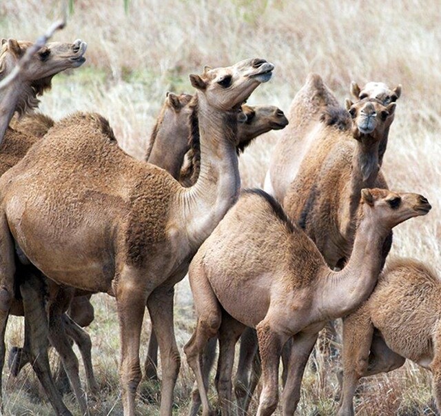 Winton's camel comeback | Leader Today