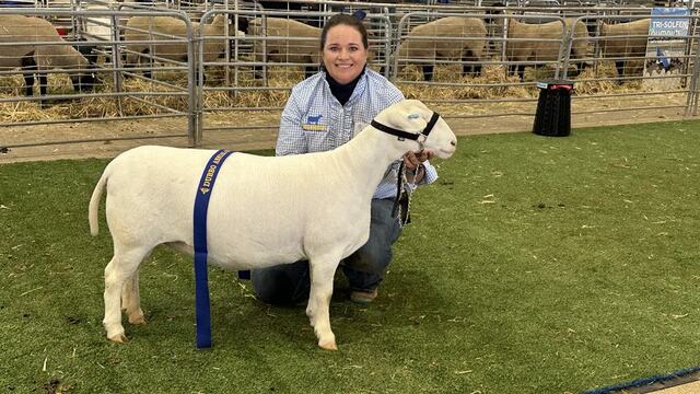 Big wins at national sheep show | Leader Today