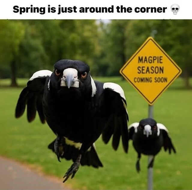 Afternoon with a magpie | Leader Today